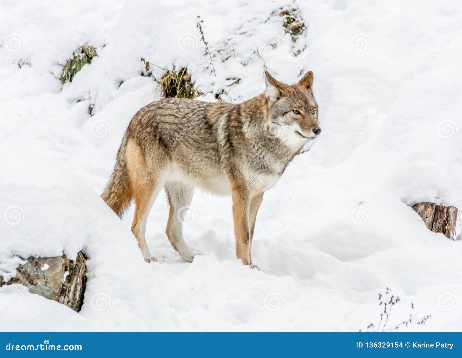 Beautiful Coyote Posing in the November Snow Stock Photo - Image of ...