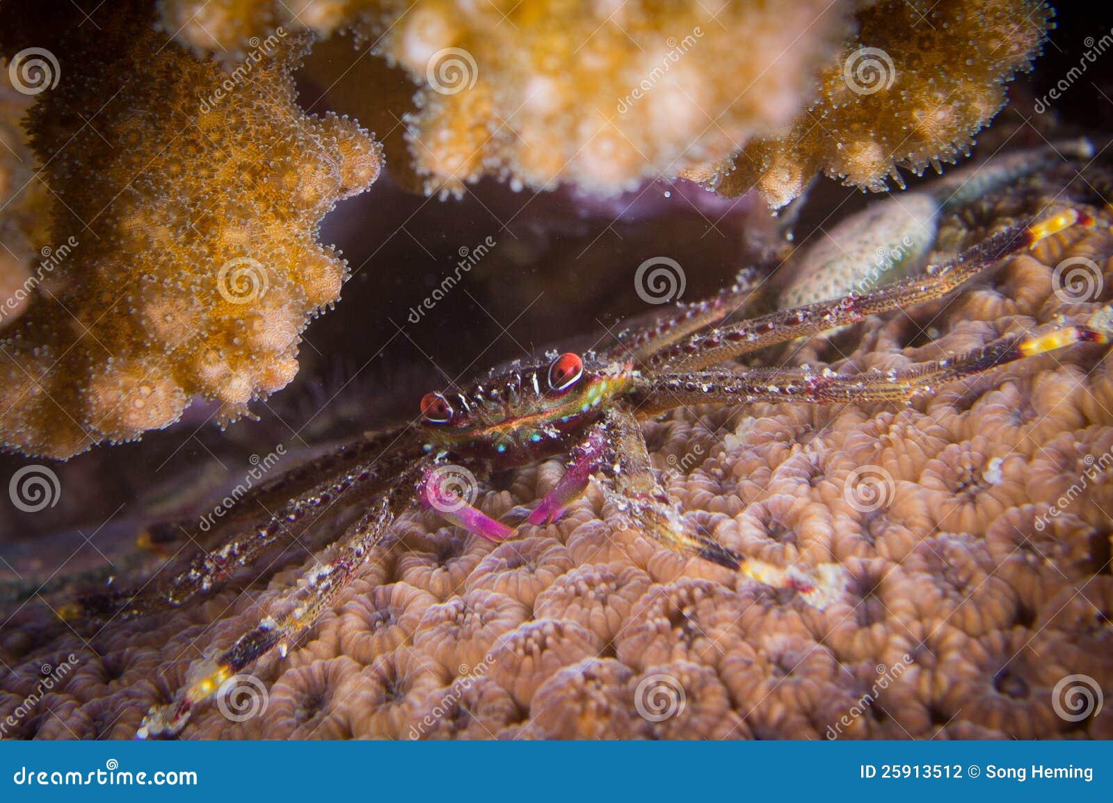 Beautiful crab stock photo. Image of life, coral, night - 25913512