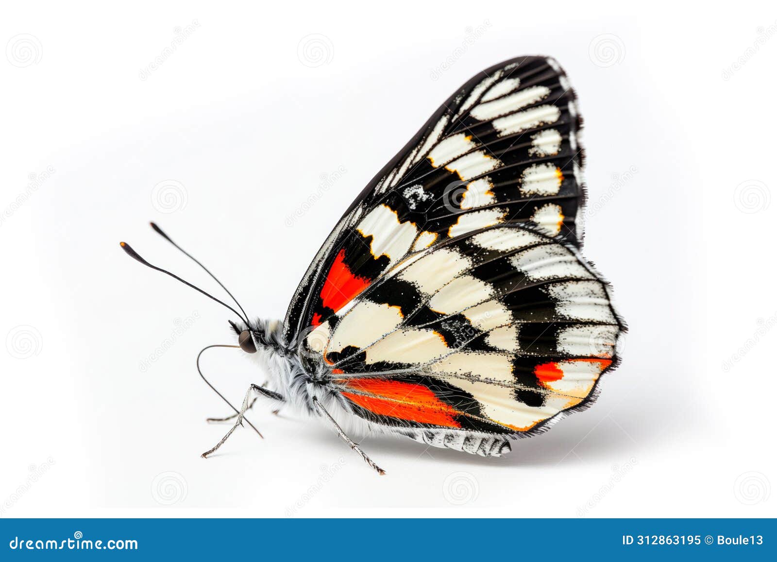 Beautiful Cramer Eighty-eight (Diaethria Clymena) Butterfly Isolated on ...