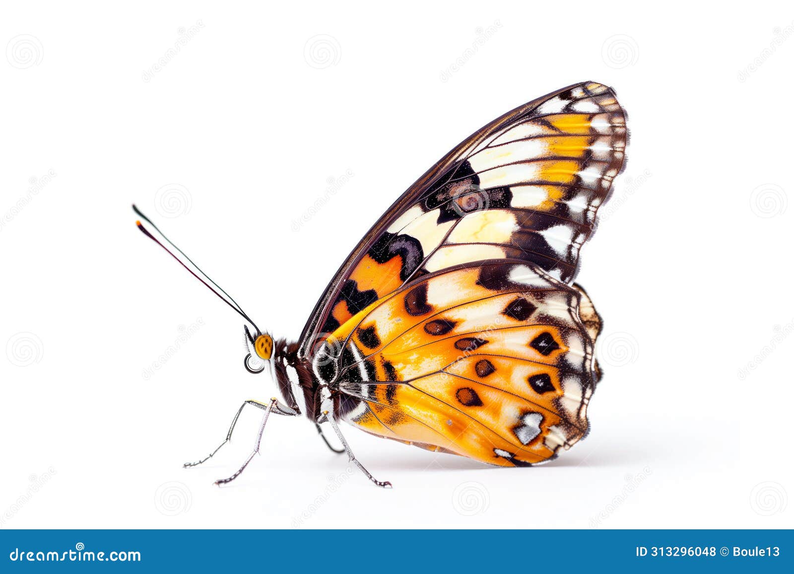 Beautiful Cramer Eighty-eight (Diaethria Clymena) Butterfly Isolated on ...