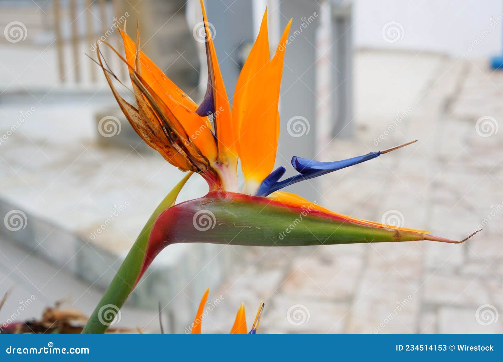 Beautiful Crane Flower Blooming Outdoors Stock Image - Image of leaf ...