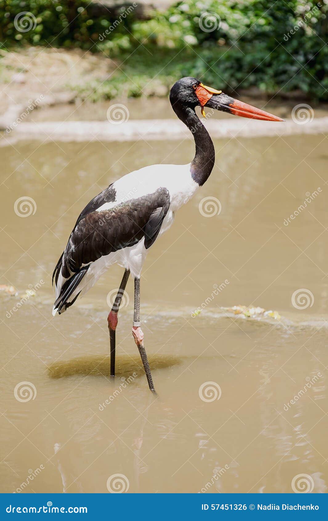 Beautiful Crane with a Red Beak Stock Photo - Image of brown, bird ...