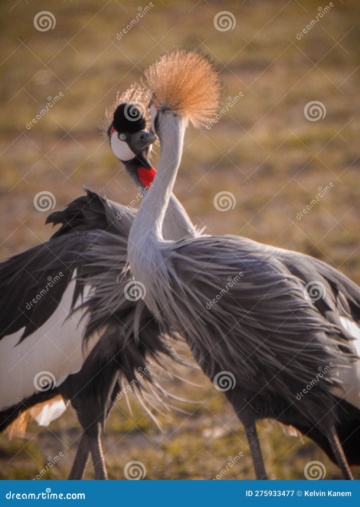 Beautiful Cranes bonding stock image. Image of beautiful - 275933477