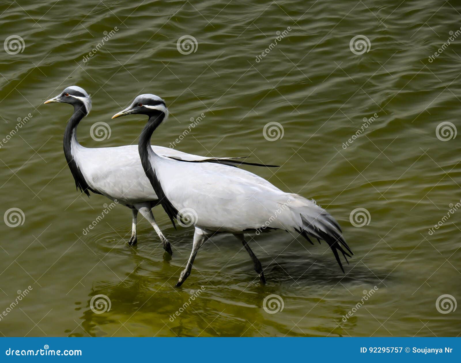 Beautiful cranes in water stock image. Image of water - 92295757