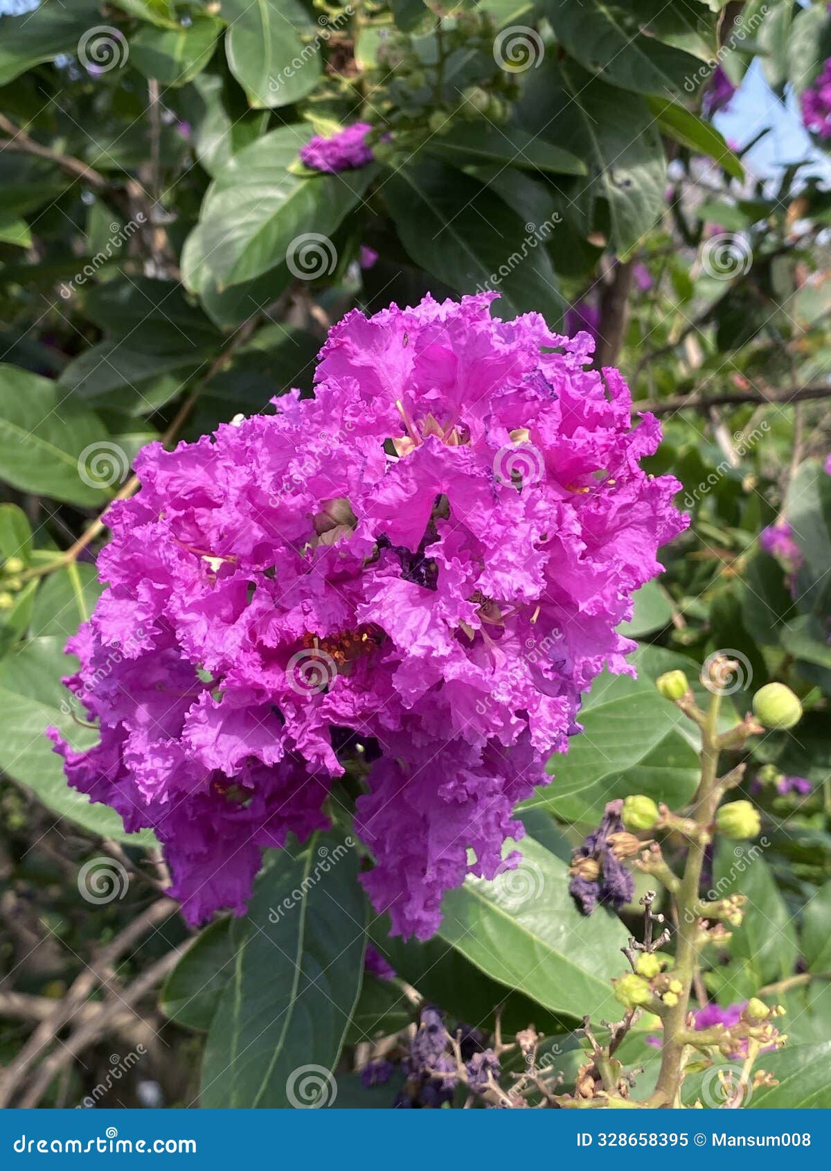 Beautiful Crape Myrtle Flowers in the Garden Stock Image - Image of ...