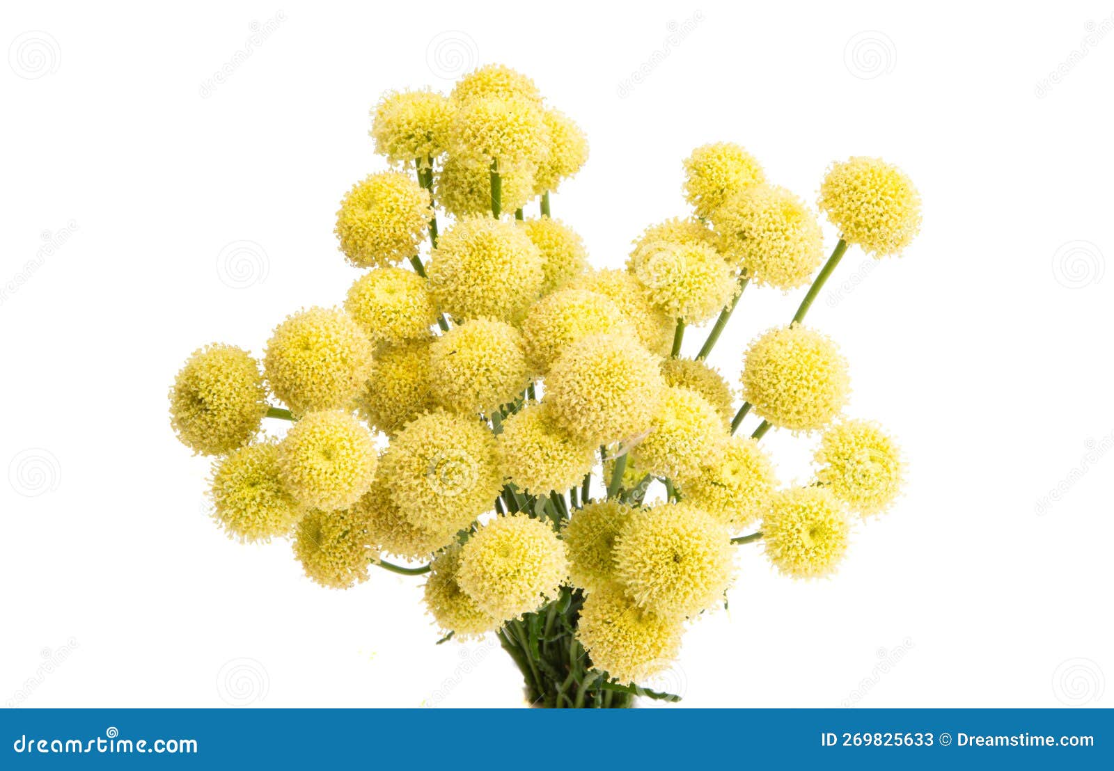 Beautiful Craspedia Flowers Stock Image - Image of petal, shape: 269825633