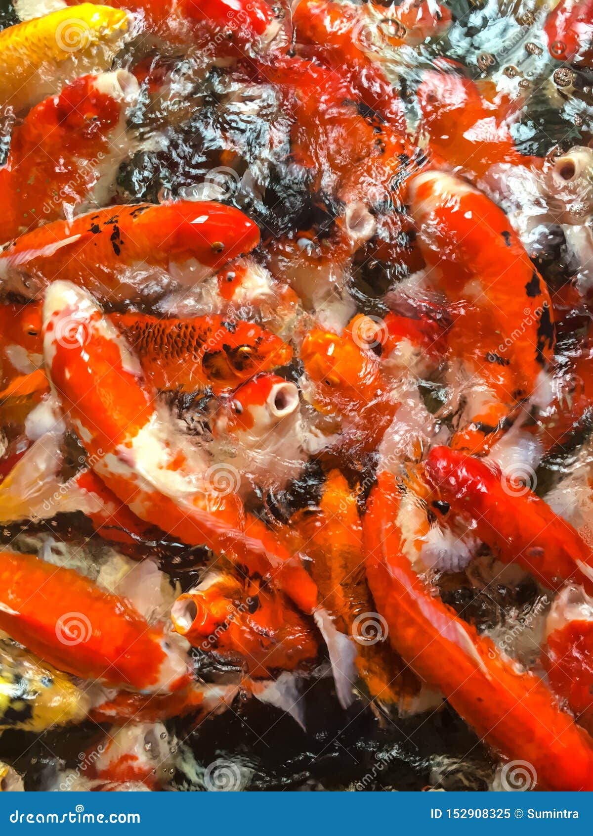 Beautiful Crayfish in a Pond Stock Image - Image of white, water: 152908325