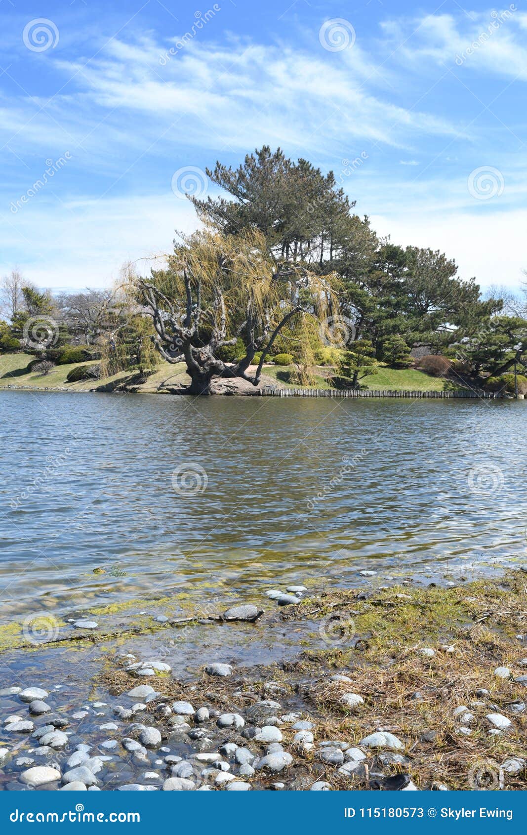 Beautiful Willow Tree by a Lake Stock Image - Image of flowers, looking ...