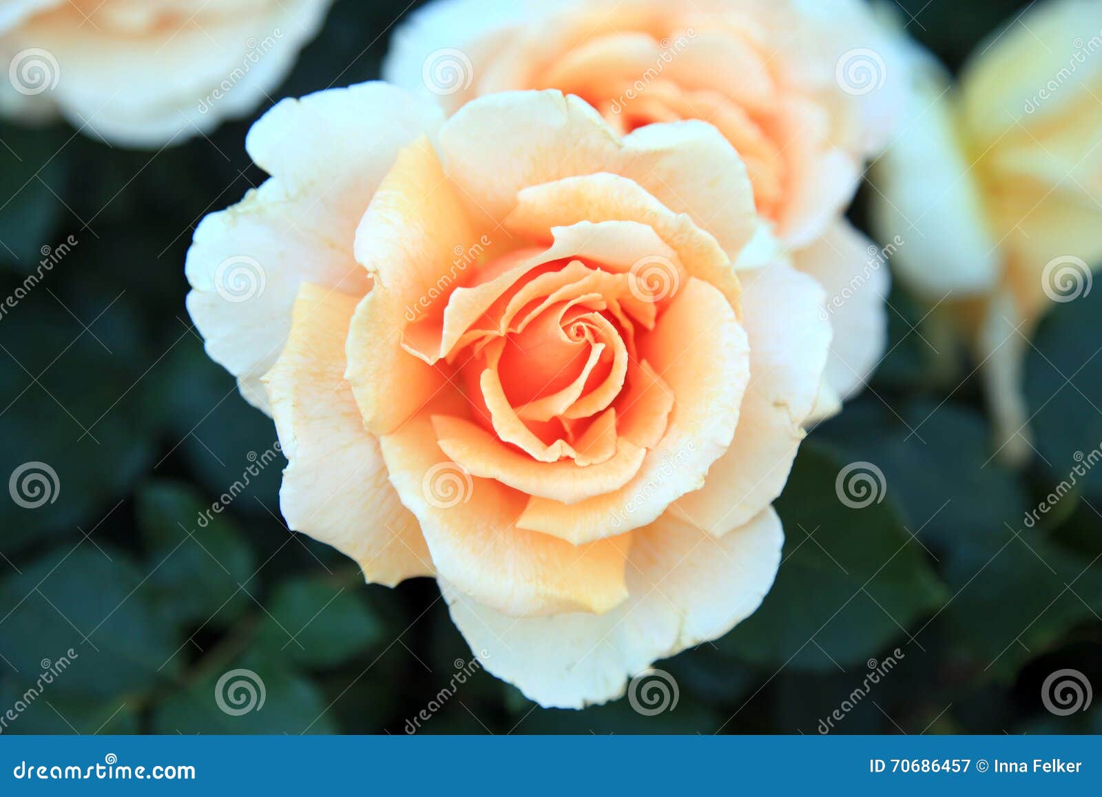 Beautiful Cream Rose Close Up in the Garden Stock Image - Image of ...