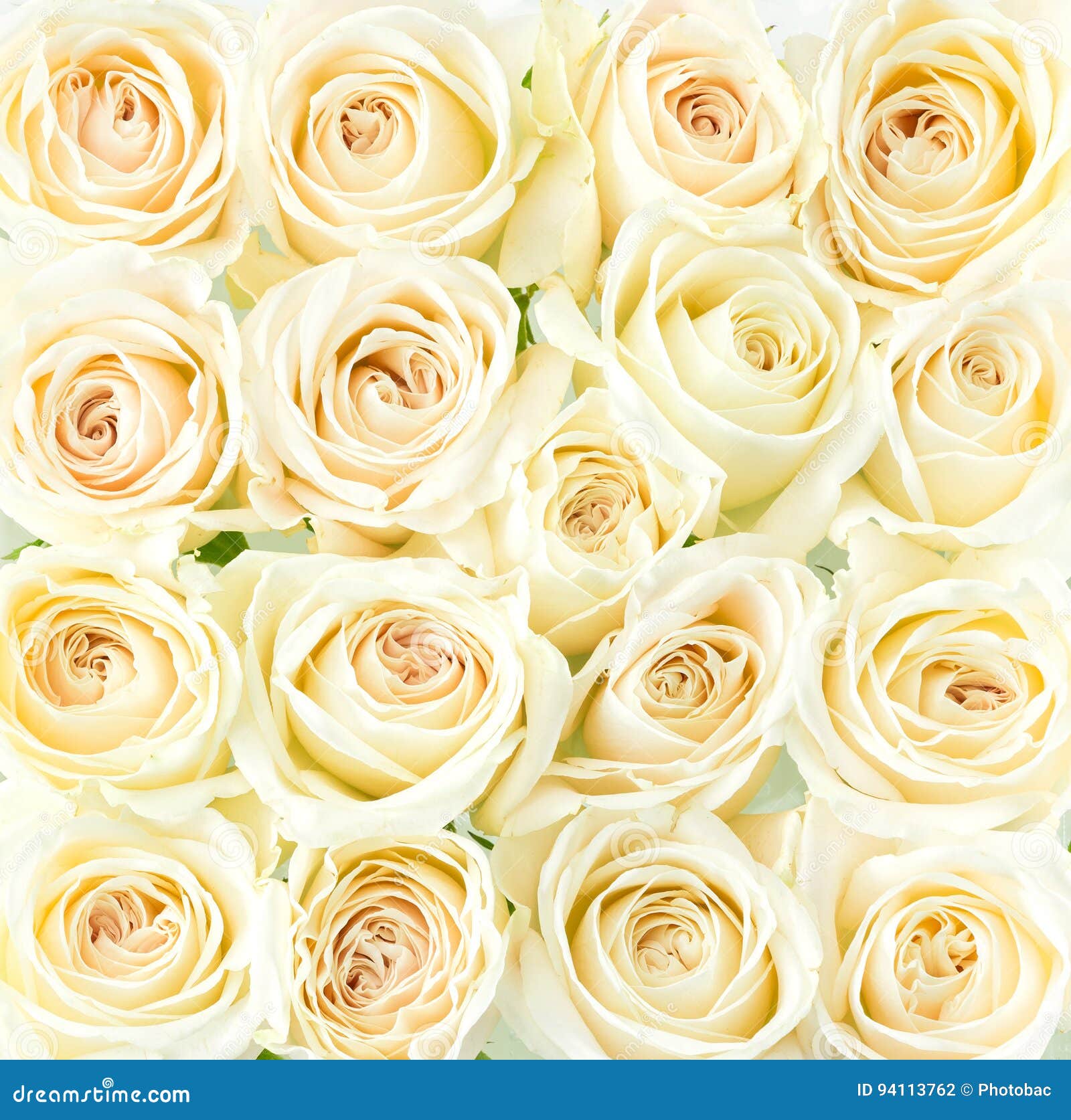 Beautiful Cream Roses Background Stock Photo - Image of beauty, group ...