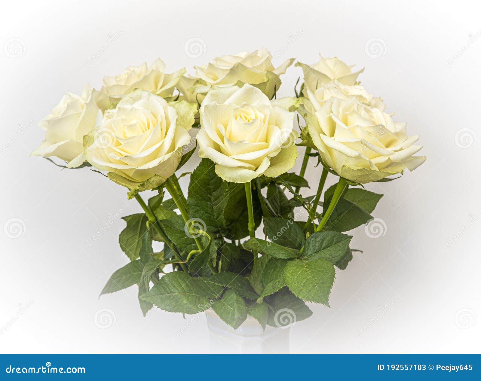 Beautiful Cream and White Roses Stock Image - Image of stillife, scent ...
