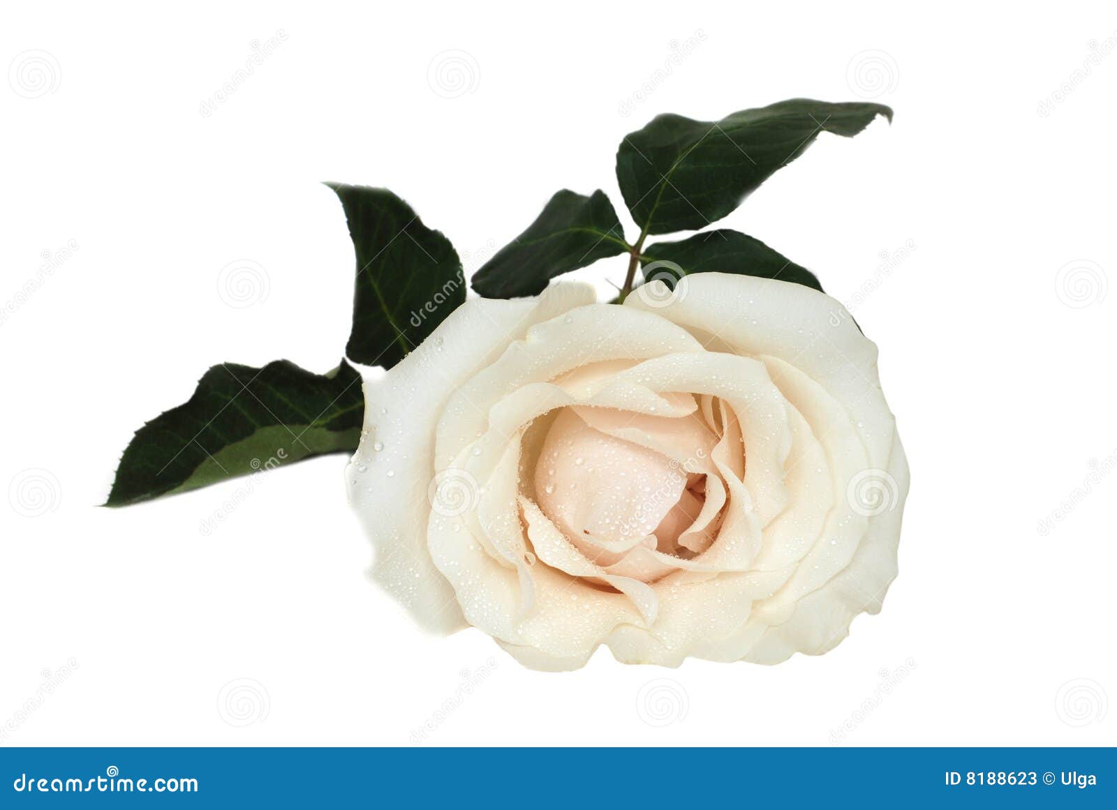 Beautiful Creamy White Rose Stock Image - Image of flower, white: 8188623