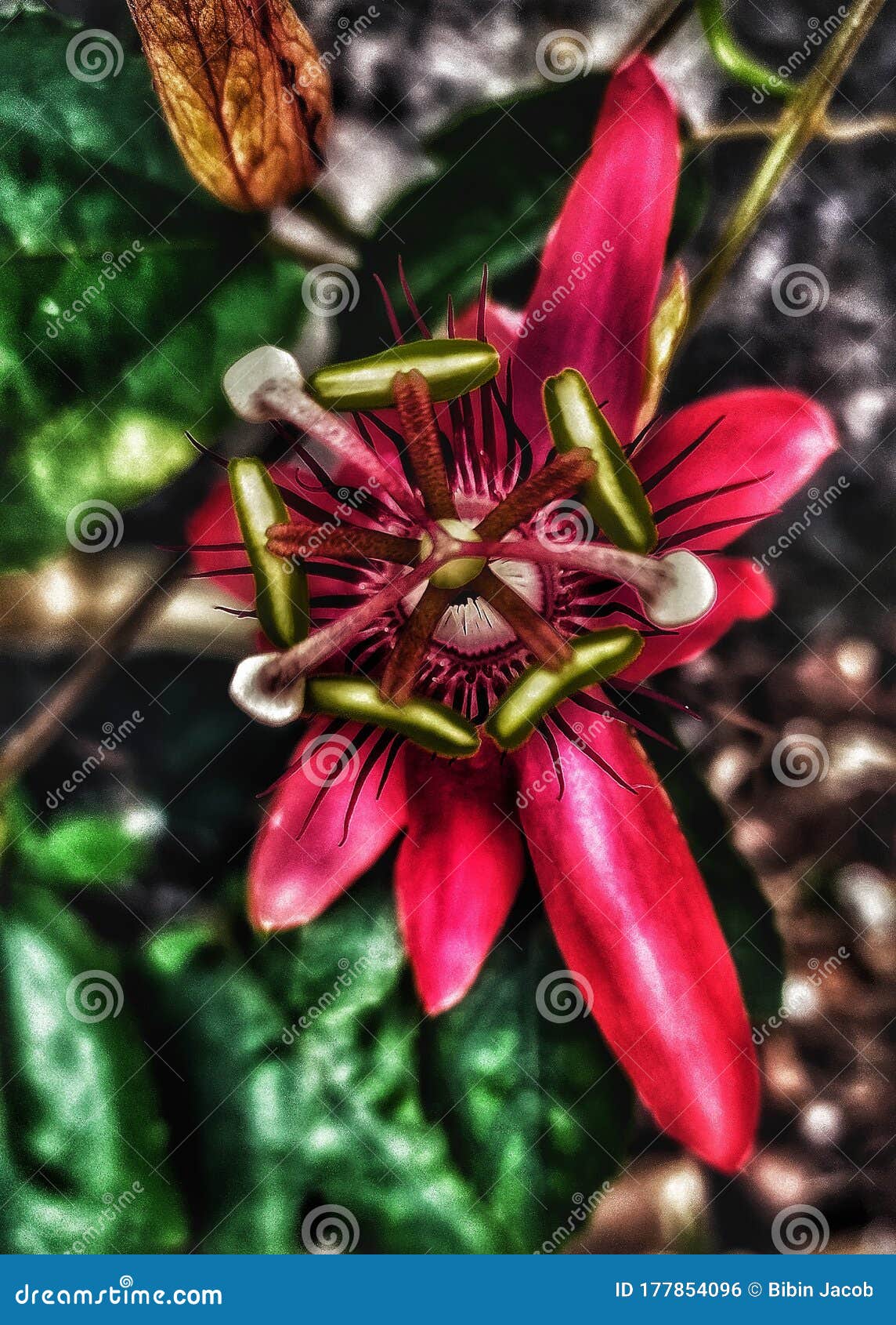 Beautiful creation of god stock photo. Image of beautiful - 177854096