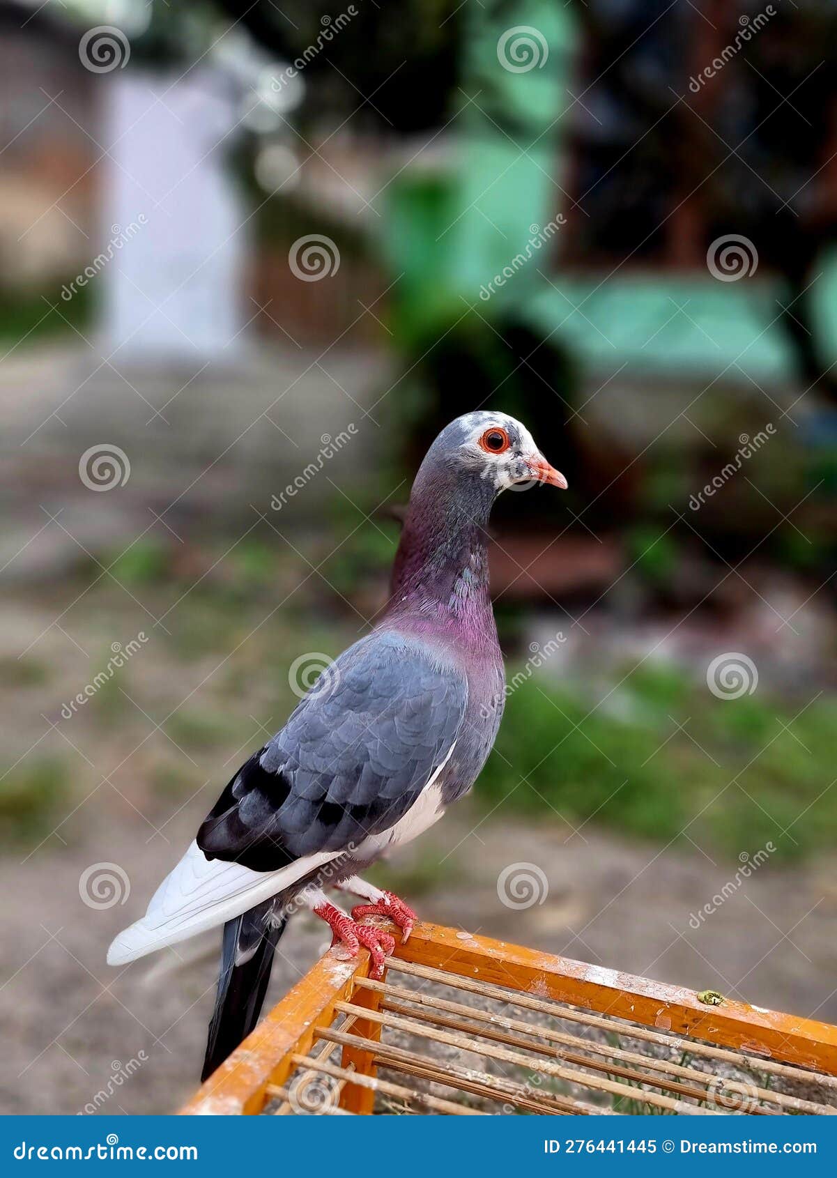A Beautiful Creation of God in the Word Stock Image - Image of dove ...