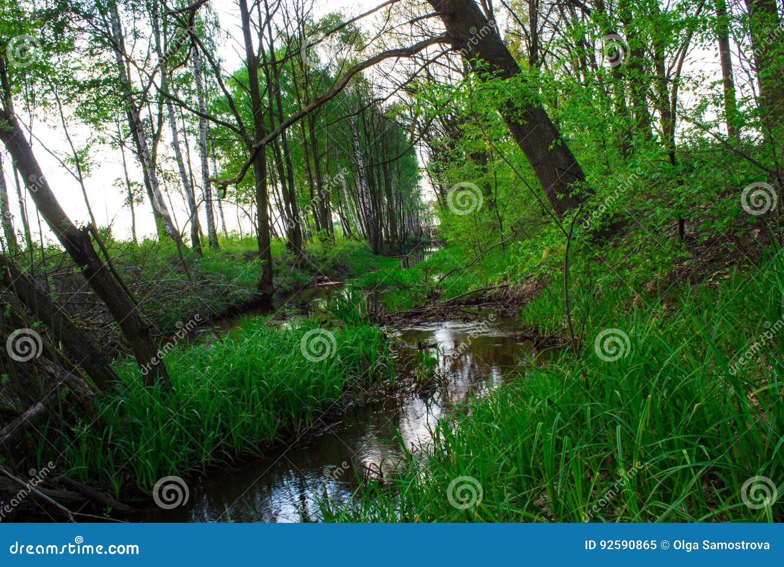 Beautiful Creek in the Forest. Background. Stock Image - Image of flows ...