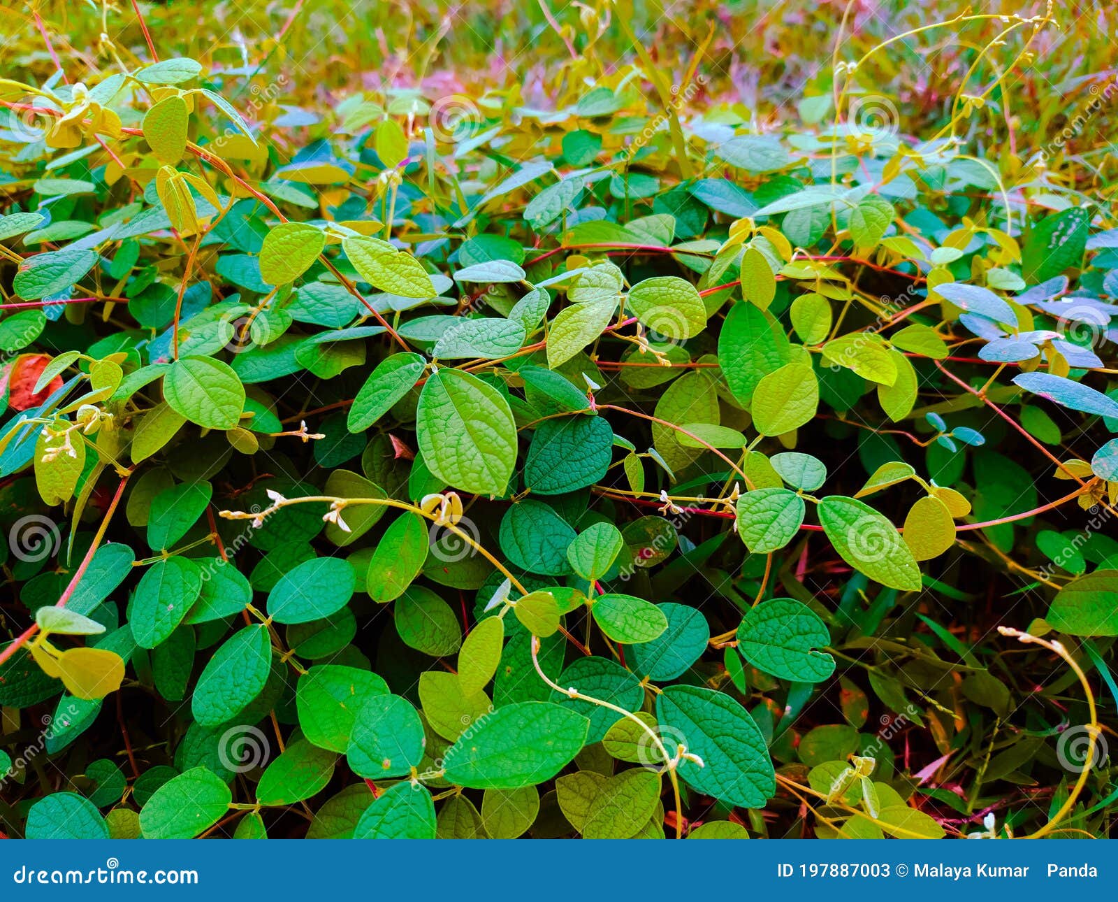 Beautiful Creeper Plant Picture in the Evening Stock Image - Image of ...