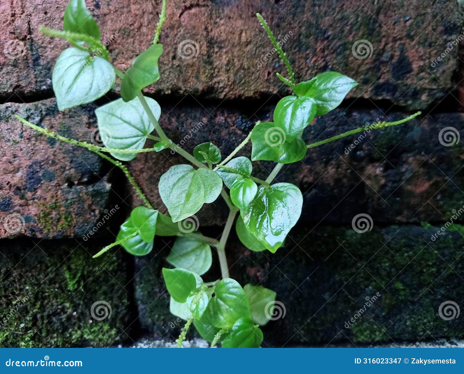 Beautiful Creeping Thunbergia Grandiflora Vine Flower Royalty-Free ...