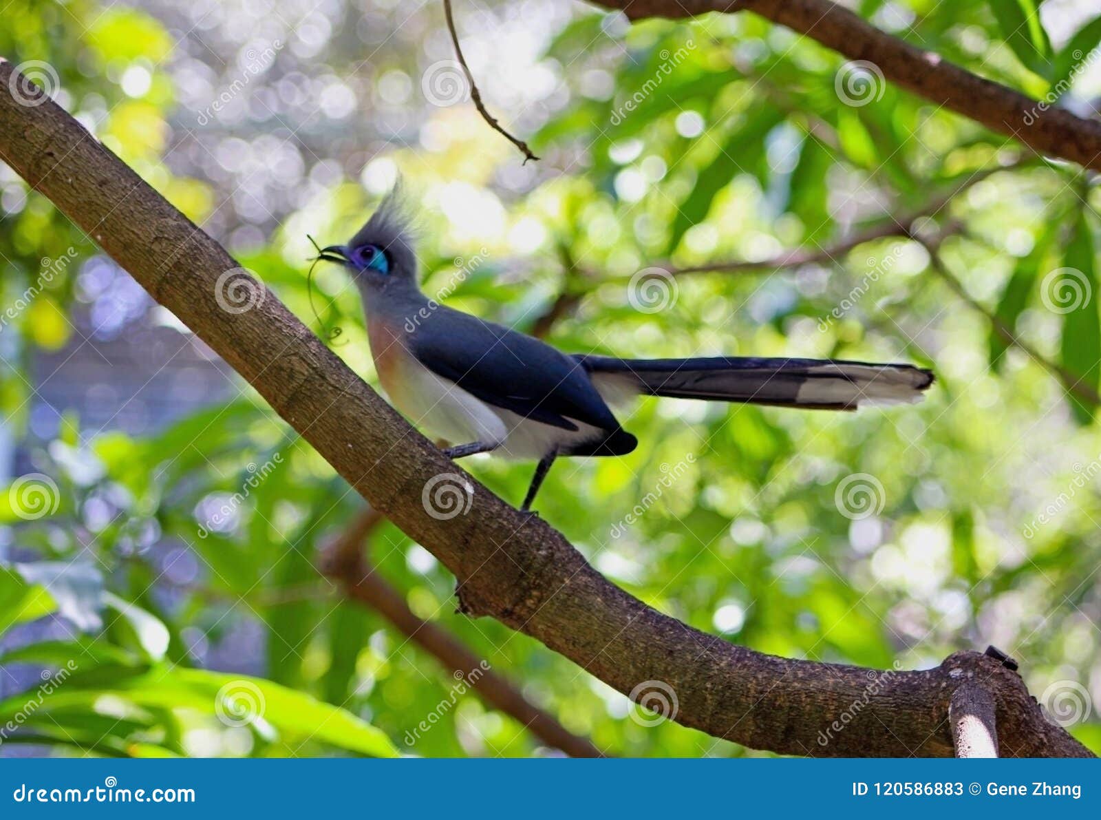 Beautiful Crested Coua, Coua Cristata Stock Image - Image of breast ...