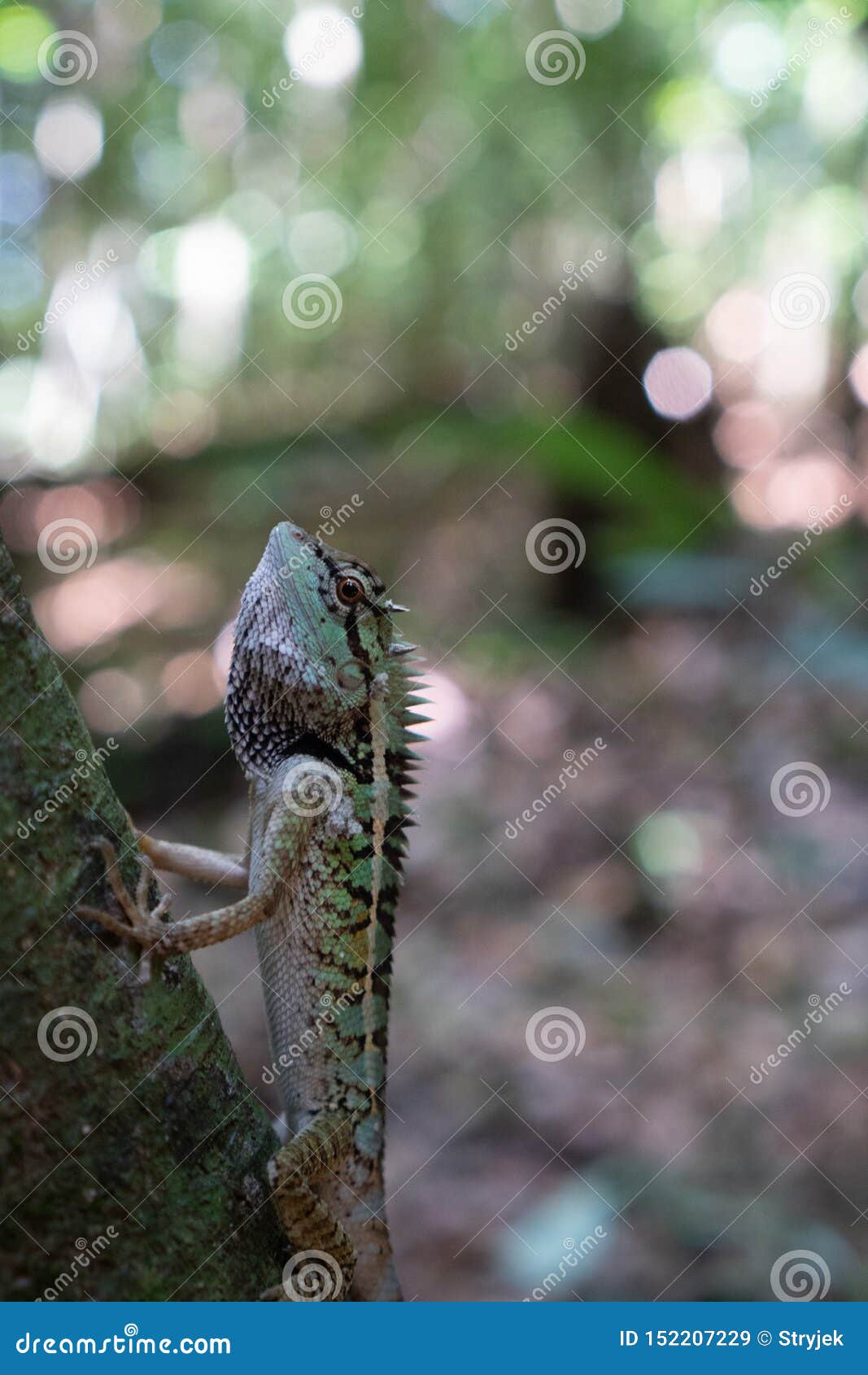 Beautiful Crested Lizard on the Tree Branch Stock Image - Image of ...