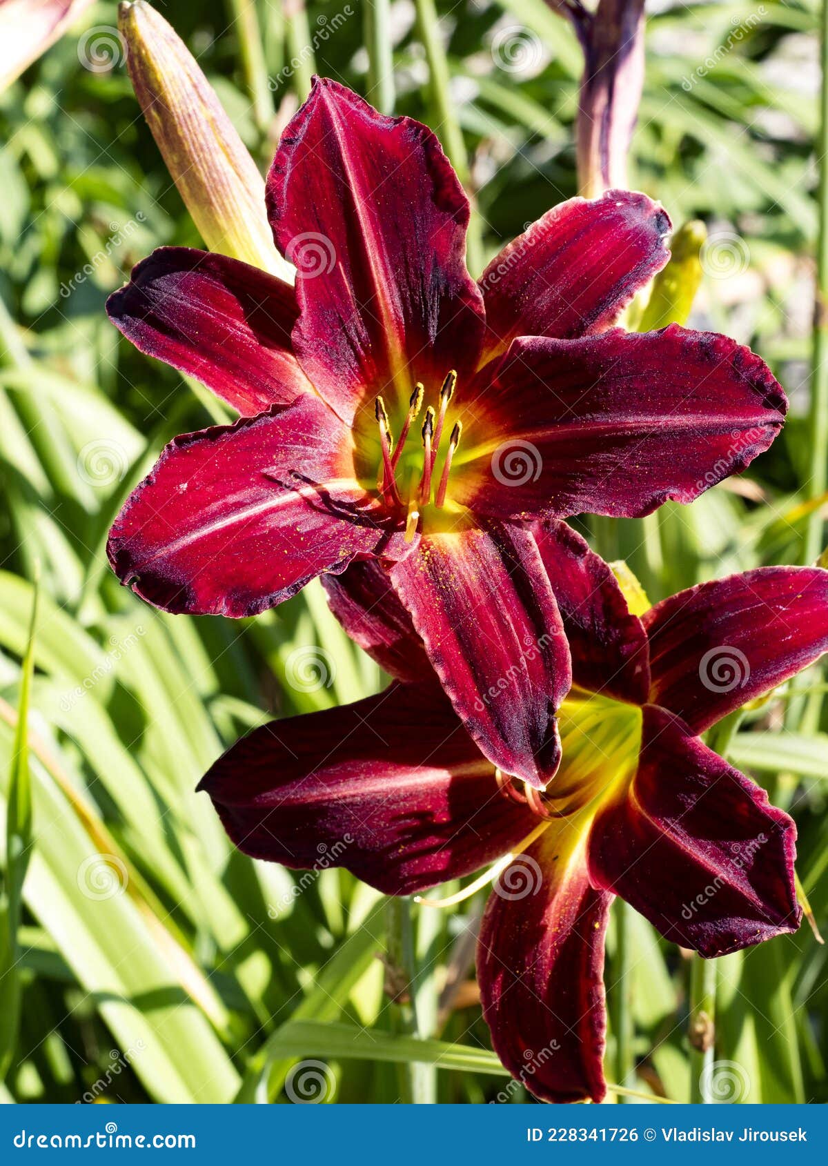 The Beautiful Crimson Flower Lilies with Sticks and Anther Stock Photo ...