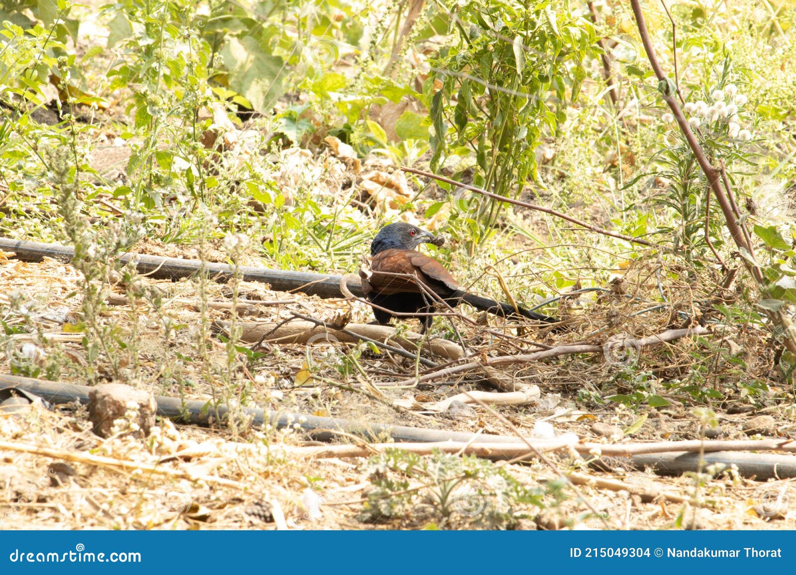 Beautiful croc pheasant stock photo. Image of nature - 215049304