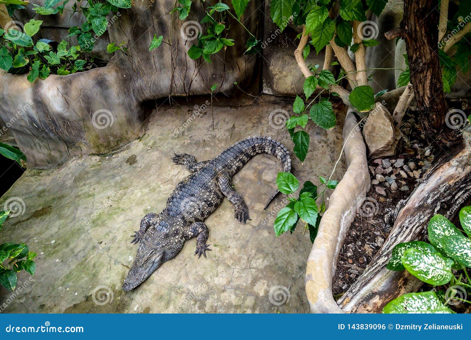 Beautiful Crocodile Resting Surrounded by Greenery, a Predator Stock ...