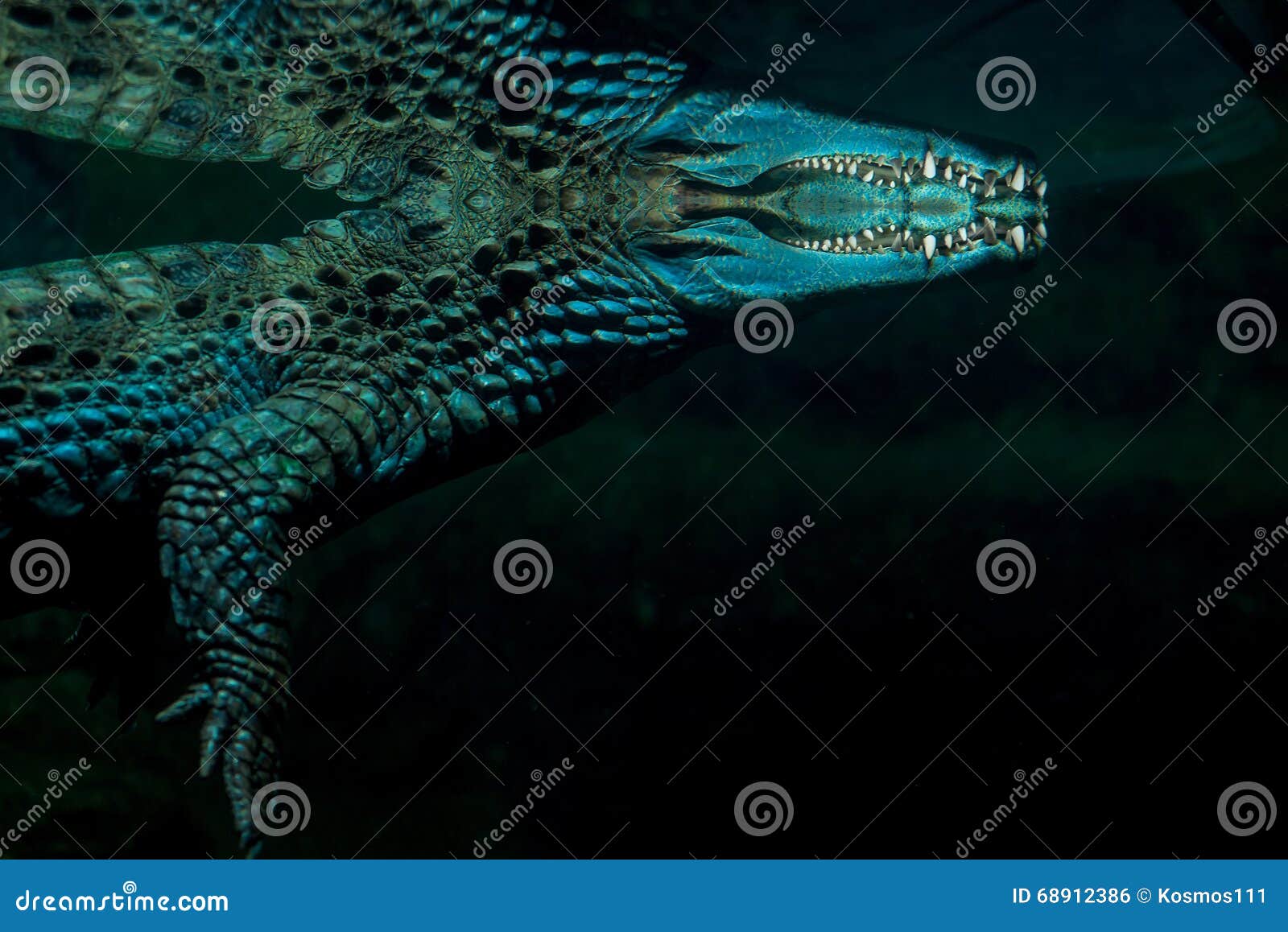 Beautiful Crocodile Under the Water Stock Photo - Image of photograph ...