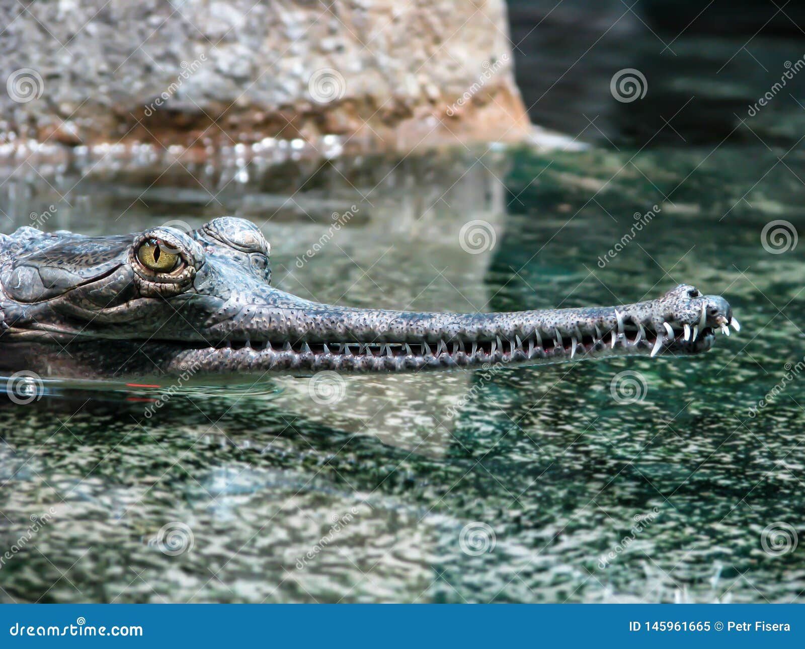 Beautiful Crocodile with Yellow Eyes and Sharp Teeth Stock Image ...