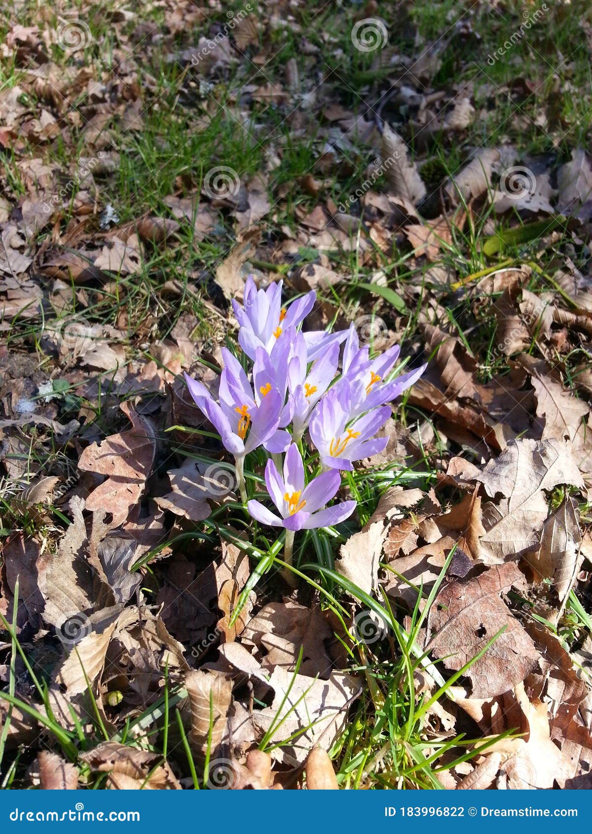 Spring Comes after Winter - Nature Birth Stock Photo - Image of crocus ...