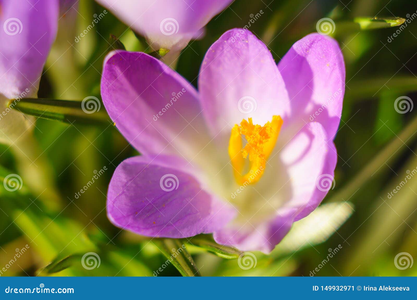 Beautiful Crocus Flower Close Up. Macro Stock Image - Image of ...