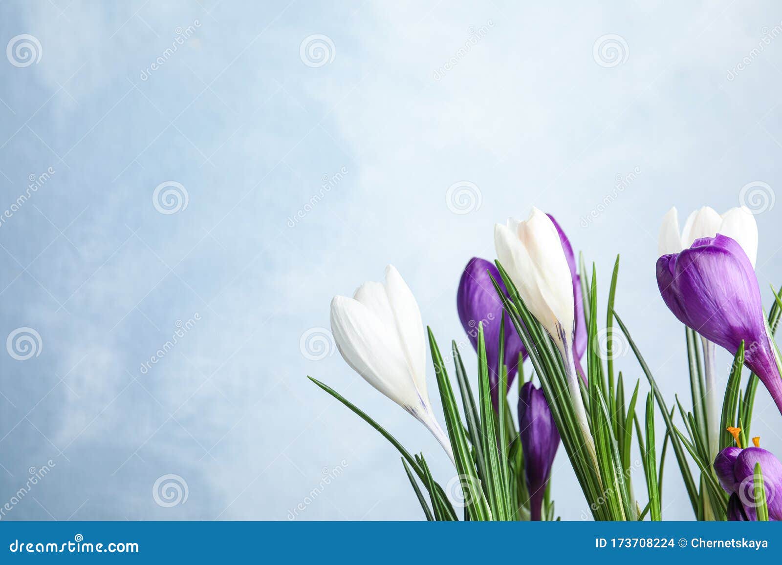Beautiful Crocus Flowers on Light Blue Background, Space for Text ...