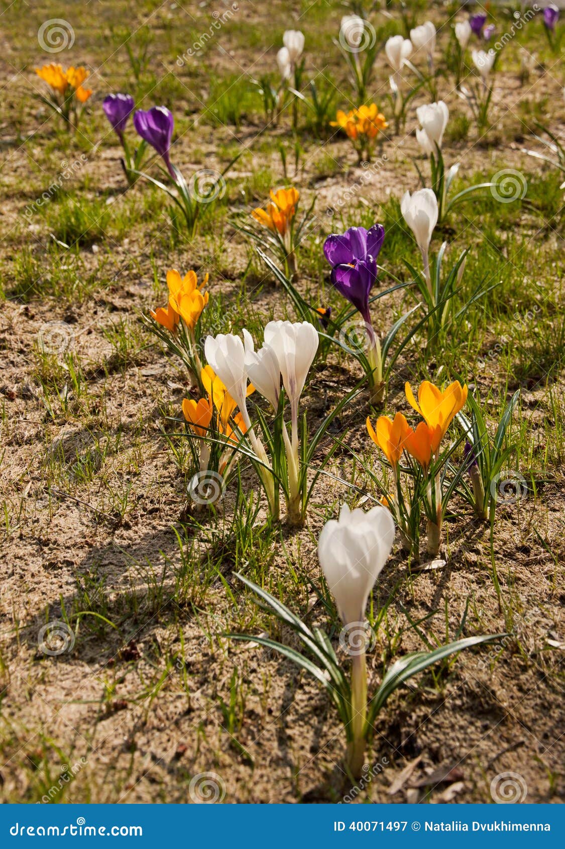 Beautiful crocus flowers stock image. Image of flora - 40071497