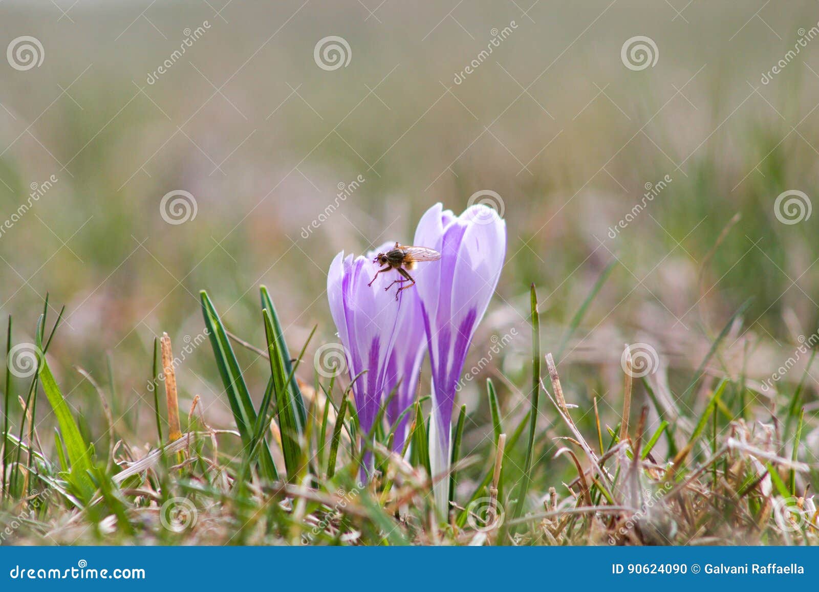 Beautiful Crocus with Insects on Tepals Stock Photo - Image of garden ...