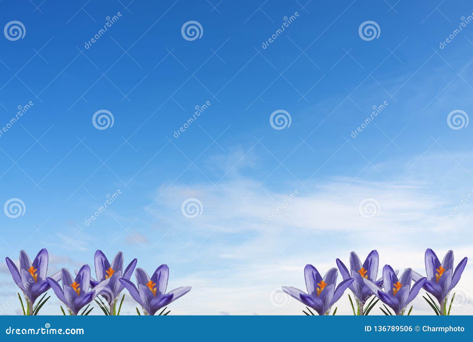Beautiful Crocuses on a Background of Blue Sky Stock Photo - Image of ...