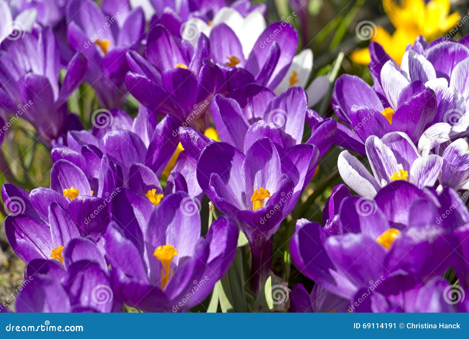Beautiful Crocuses in the Garden Stock Image - Image of season ...