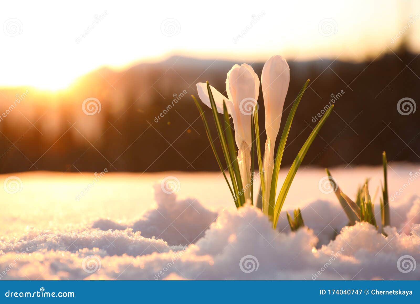 Beautiful Crocuses Growing through Snow. First Spring Flowers Stock ...
