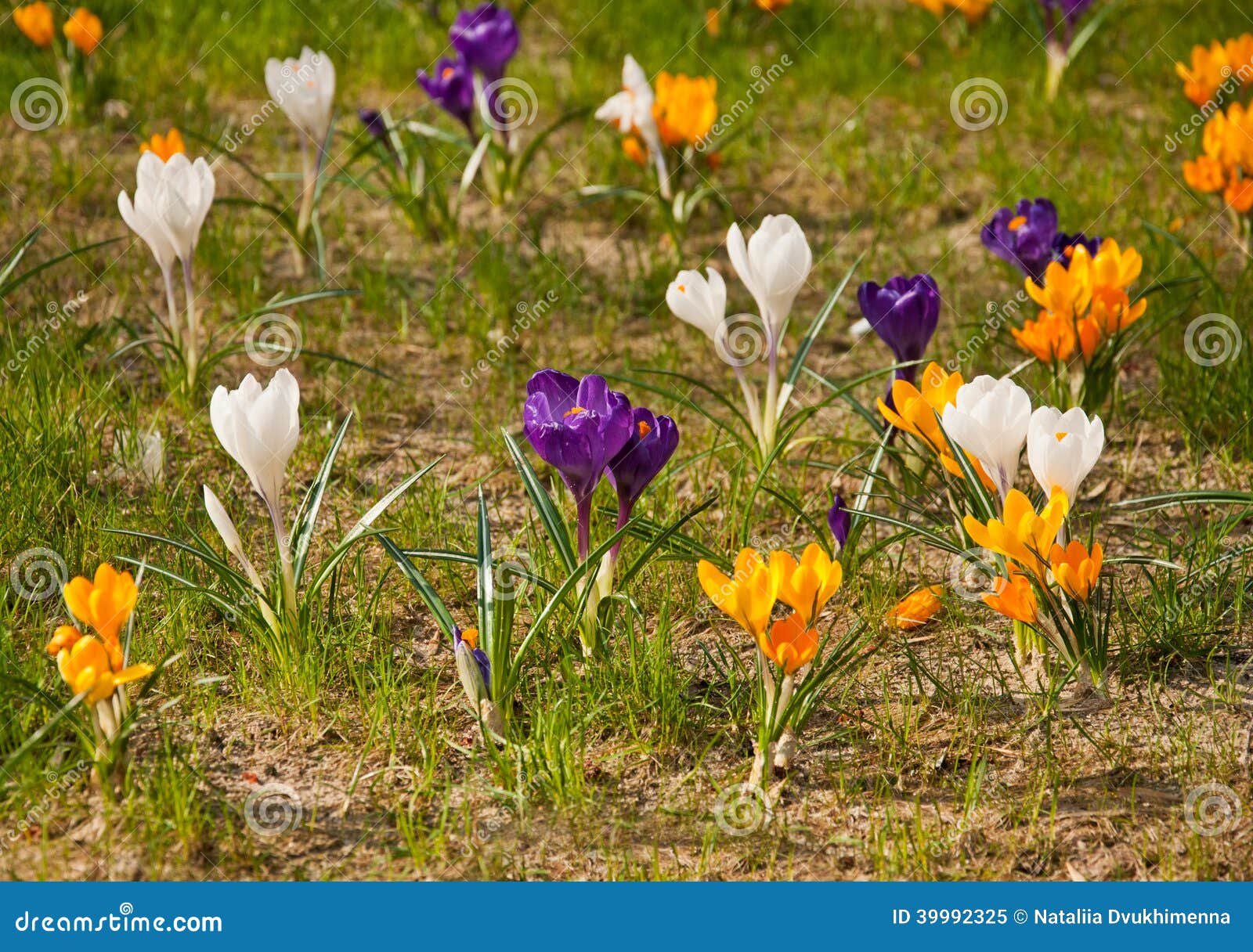 Beautiful crocuses stock image. Image of beauty, outdoor - 39992325