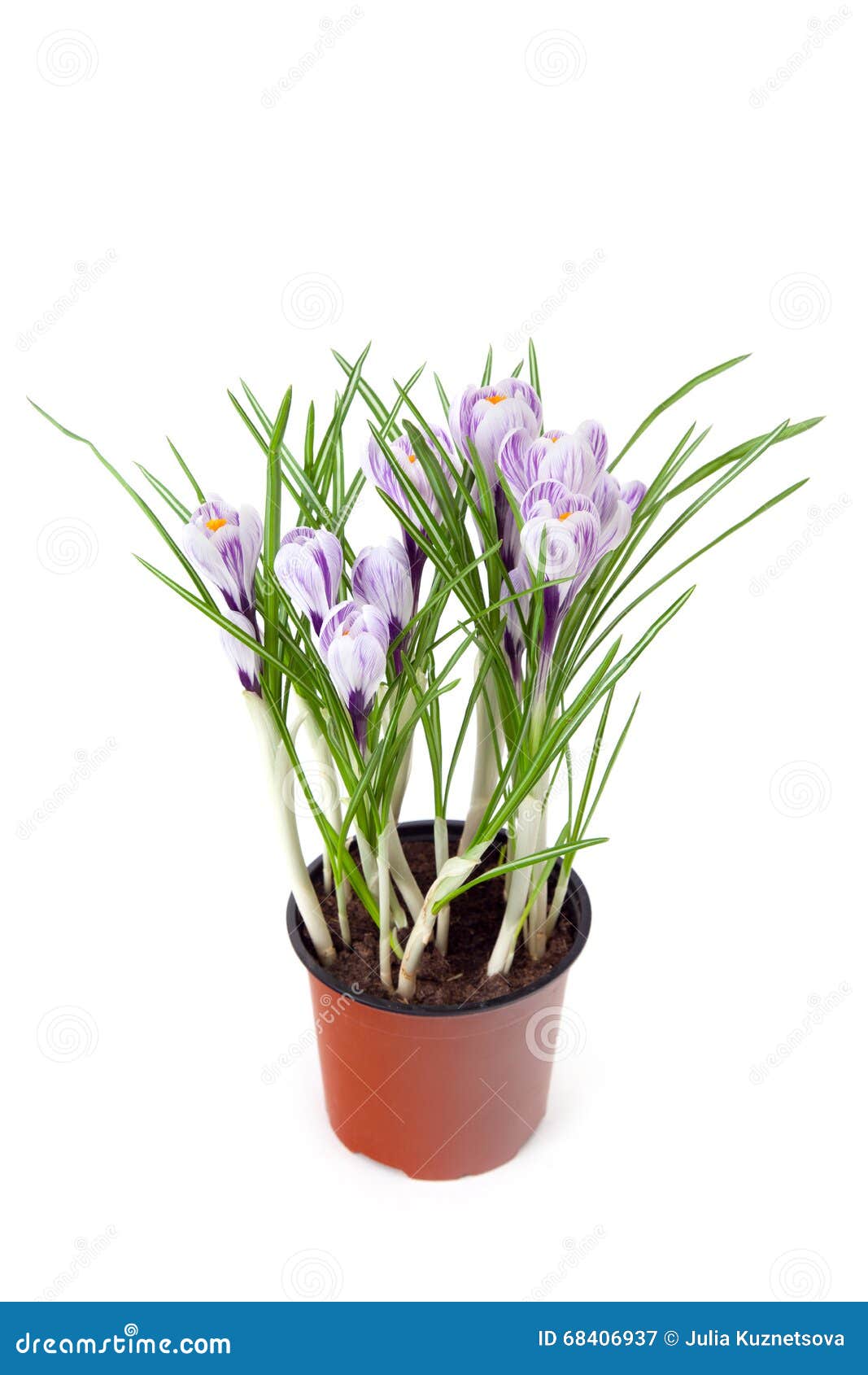 Beautiful Crocuses in the Pot Stock Image - Image of flowers, crocus ...