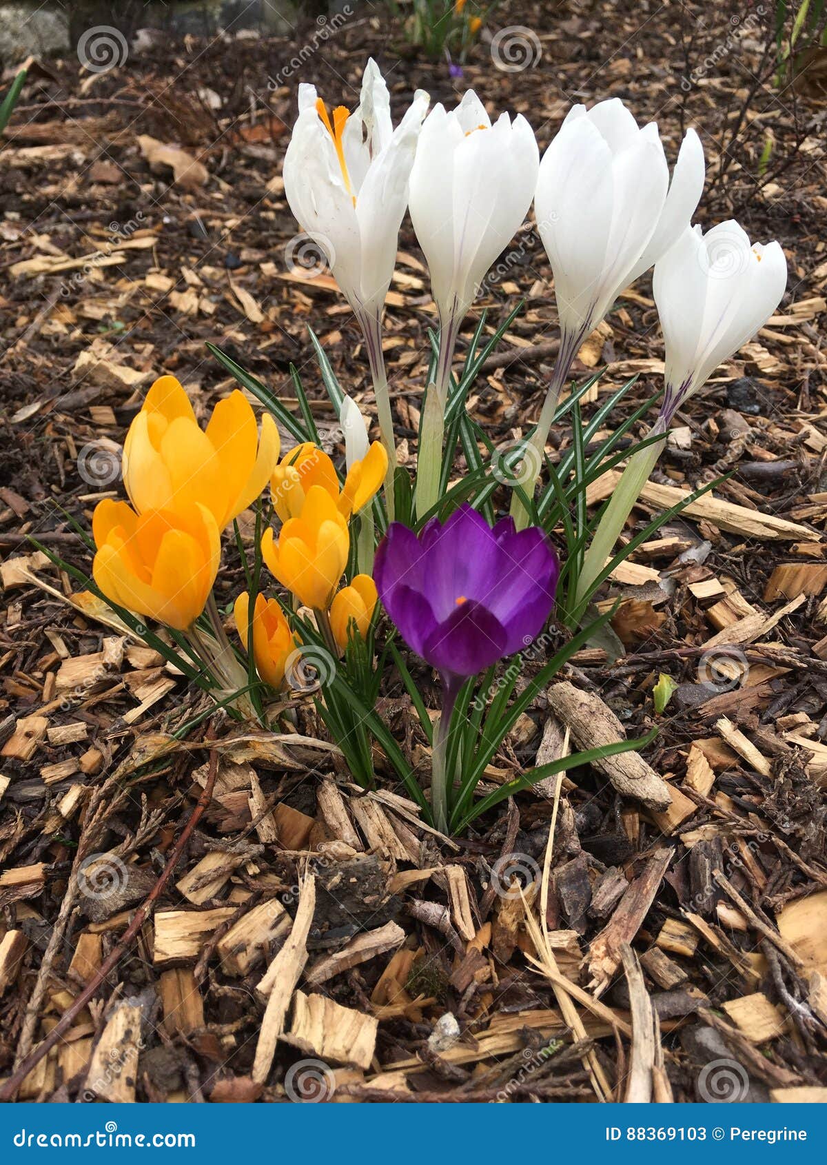 Beautiful crocuses stock image. Image of three, crocuses - 88369103