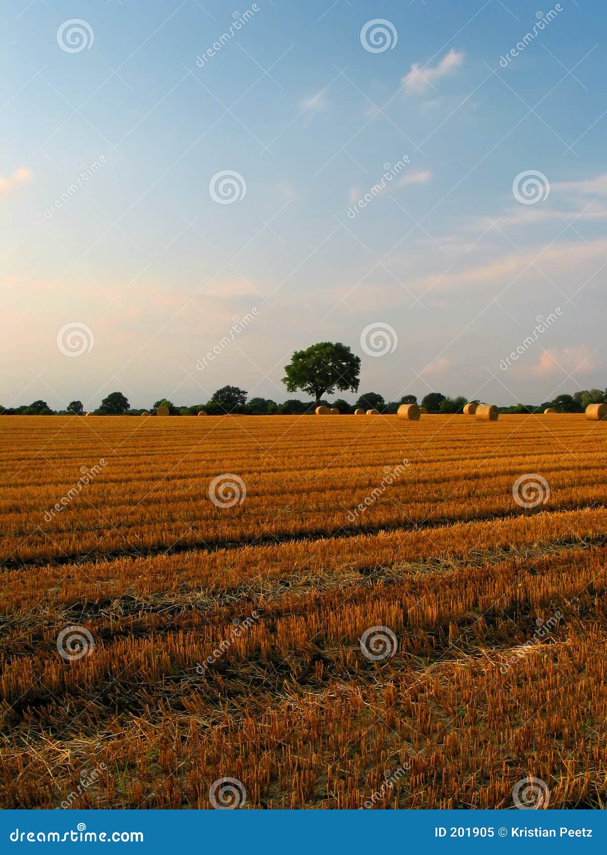 Beautiful Crop-field (middled) Stock Image - Image of warm, crop: 201905