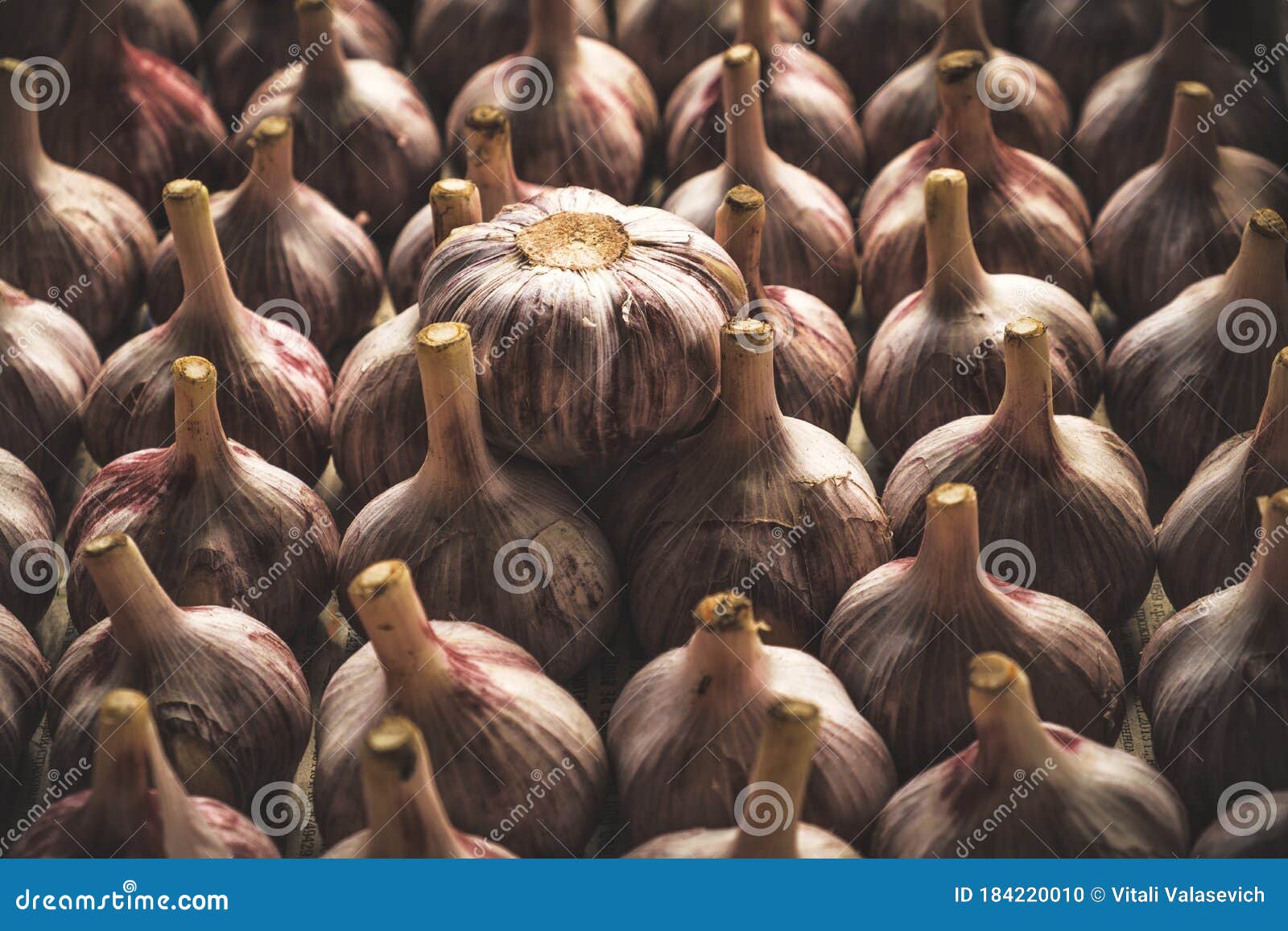 A beautiful crop of garlic stock photo. Image of food - 184220010