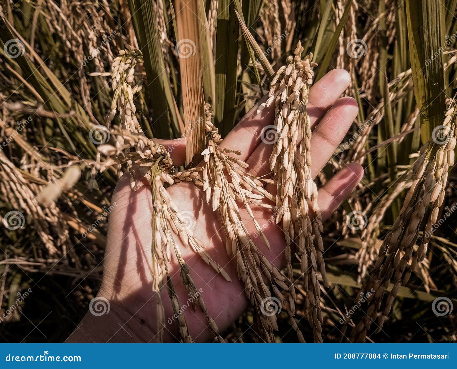 Beautiful Crops from Indonesia Stock Photo - Image of soil, forest ...