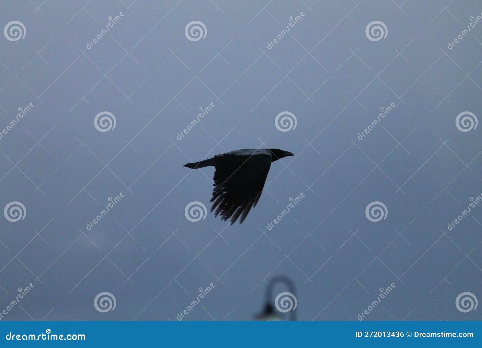 Beautiful crow stock photo. Image of sparrow, beak, wildlife - 272013436