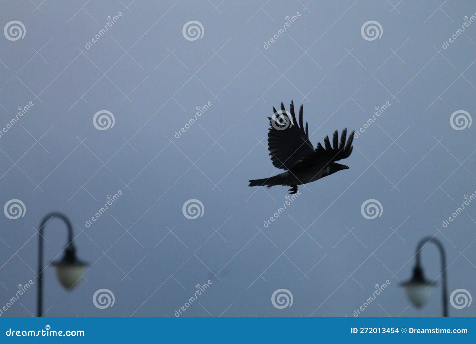 Beautiful crow stock photo. Image of crow, nature, beak - 272013454