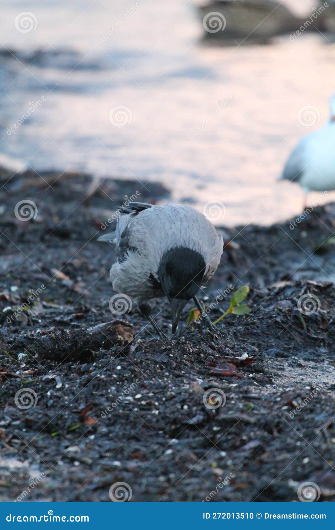 Beautiful crow stock photo. Image of sparrow, nature - 272013510