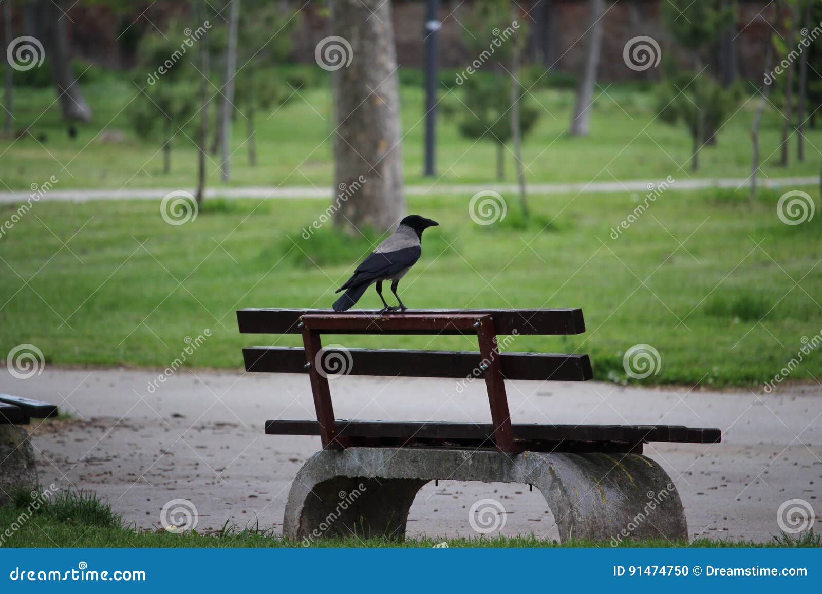 Beautiful Crow on the Bench Stock Photo - Image of green, standing ...