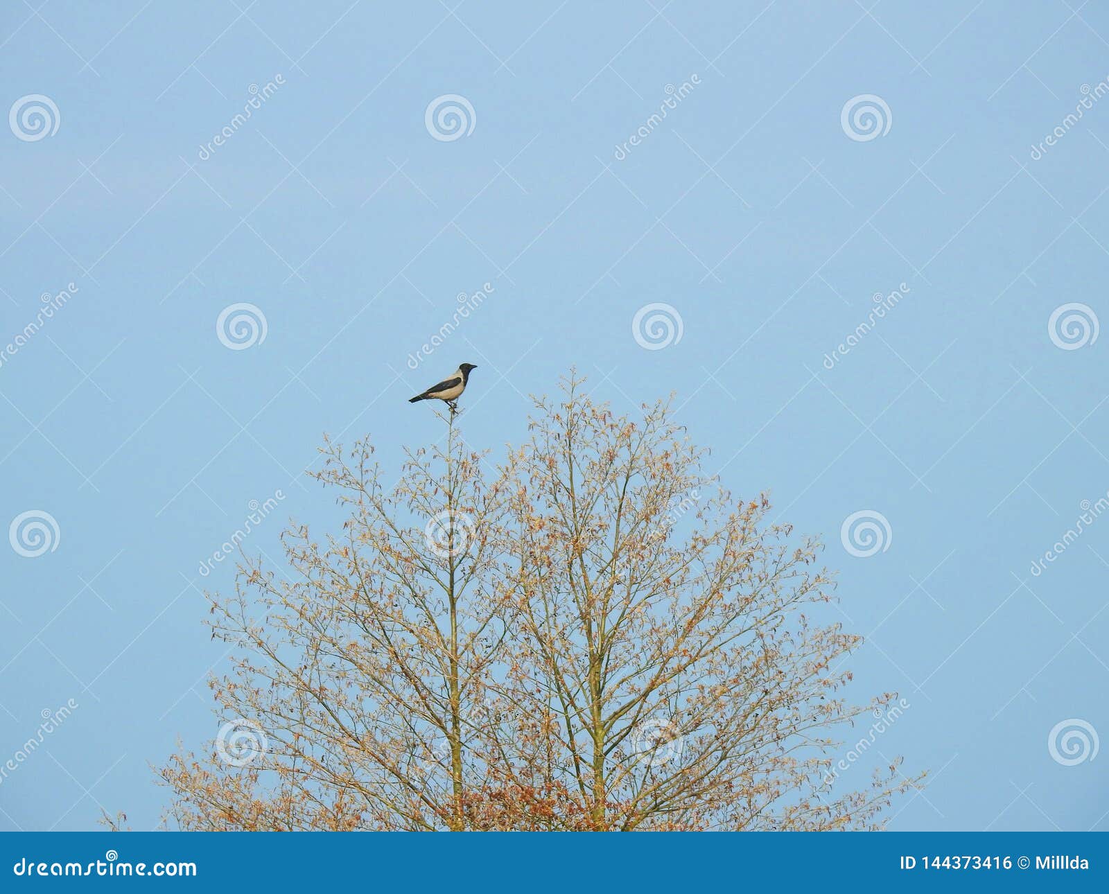 Crow Bird on Tree Top in Spring, Lithuania Stock Photo - Image of flora ...