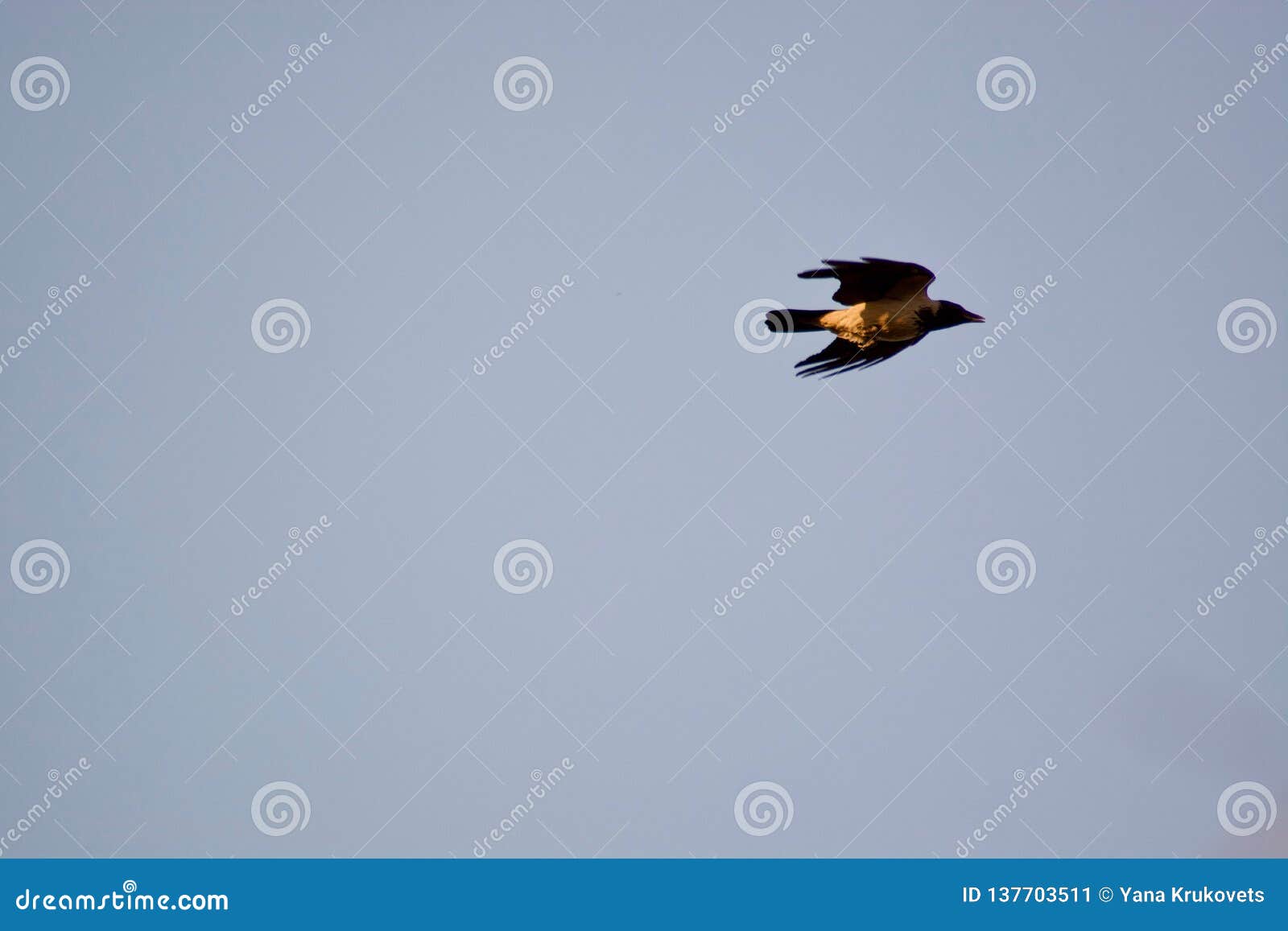 Beautiful crow stock image. Image of bird, blue, nature - 137703511