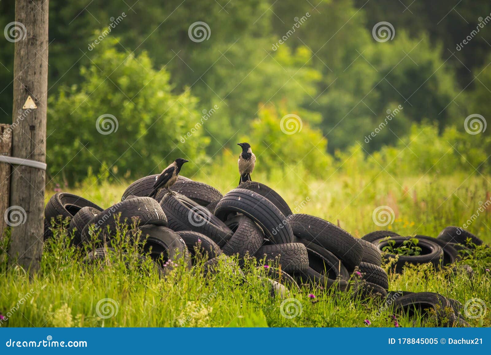 Beautiful Crow Feeding in the Backyard. Stock Image - Image of wild ...