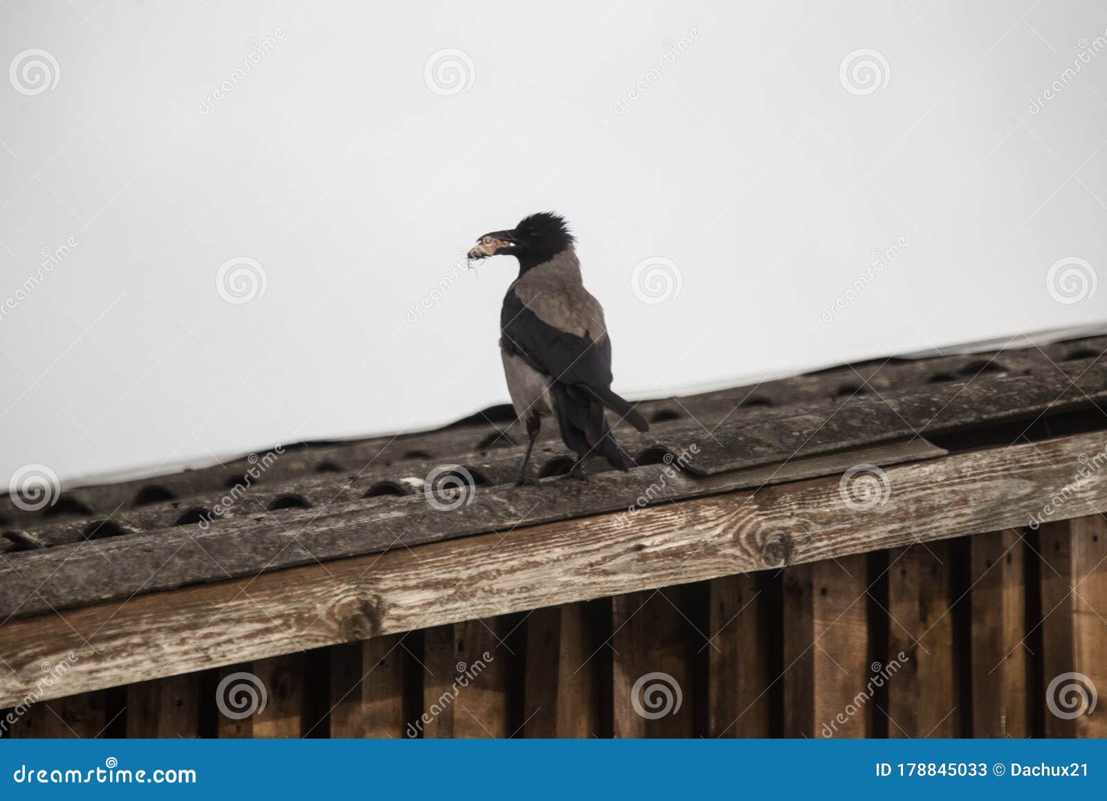 Beautiful Crow Feeding in the Backyard. Stock Image - Image of europe ...